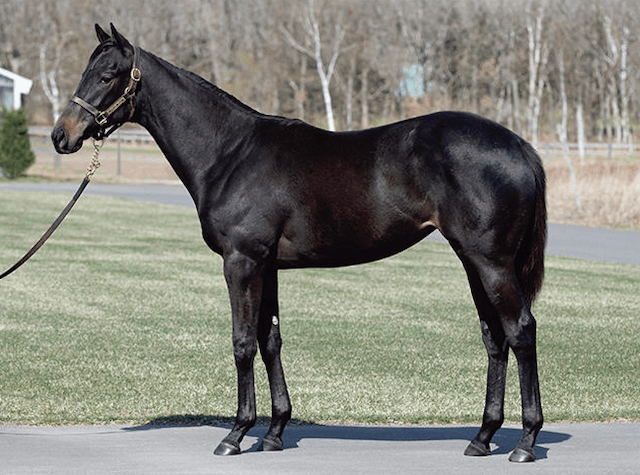 コナコーストの次走は？pog・馬体重・鮫島・レース後コメントなどの話題をご紹介 | HPC